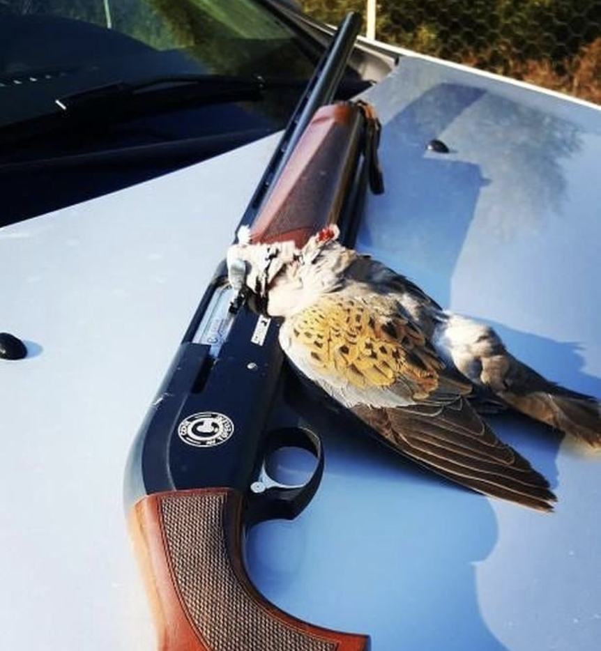 Espèces d’oiseaux chassables en France - Espèces protégées - Food & Sens