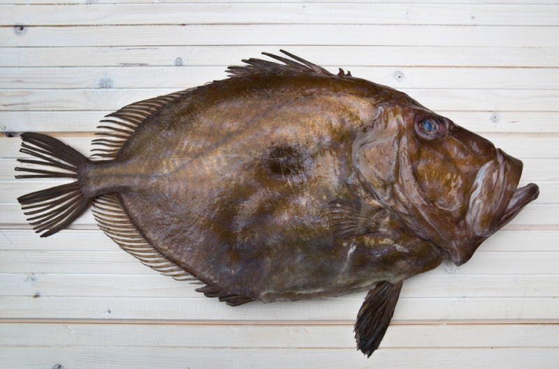 Le Fish Book - Le focus sur les 5 poissons moches mais terriblement bons