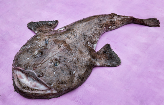 Le Fish Book - Le focus sur les 5 poissons moches mais terriblement bons