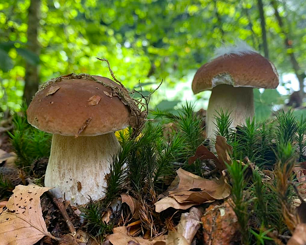 Des CÈPES & des CHEFS - Quand la nature donne la perfection - La saison ...