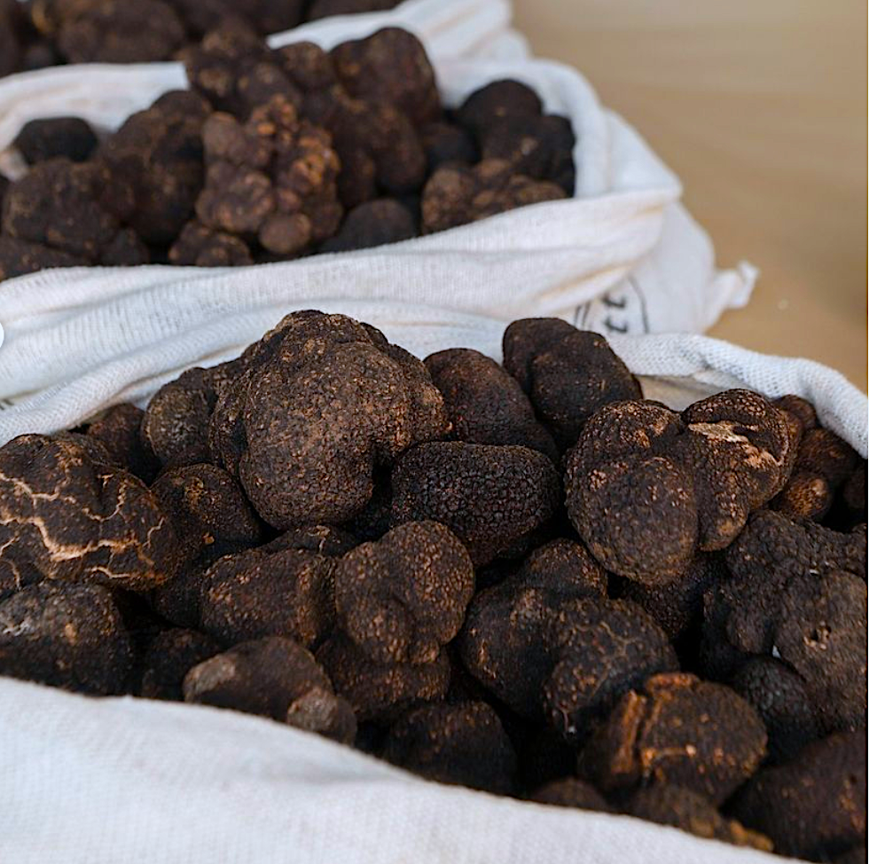 Pour cette saison hivernale 2022/2023, la production de truffe ...