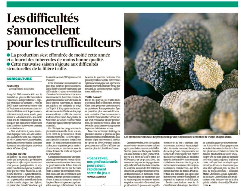 Pour cette saison hivernale 2022/2023, la production de truffe ...